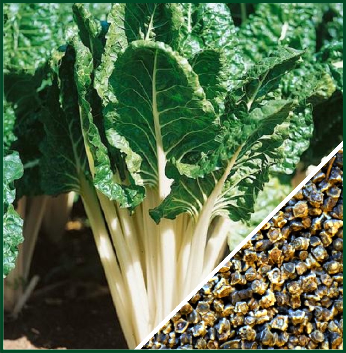 Lucullus Gatcoseeds