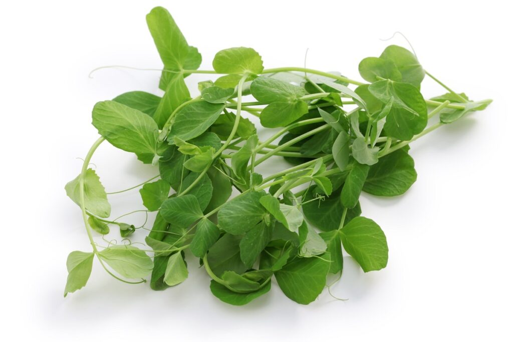 Pea Shoots (Pea Tips) | Gatco Seeds